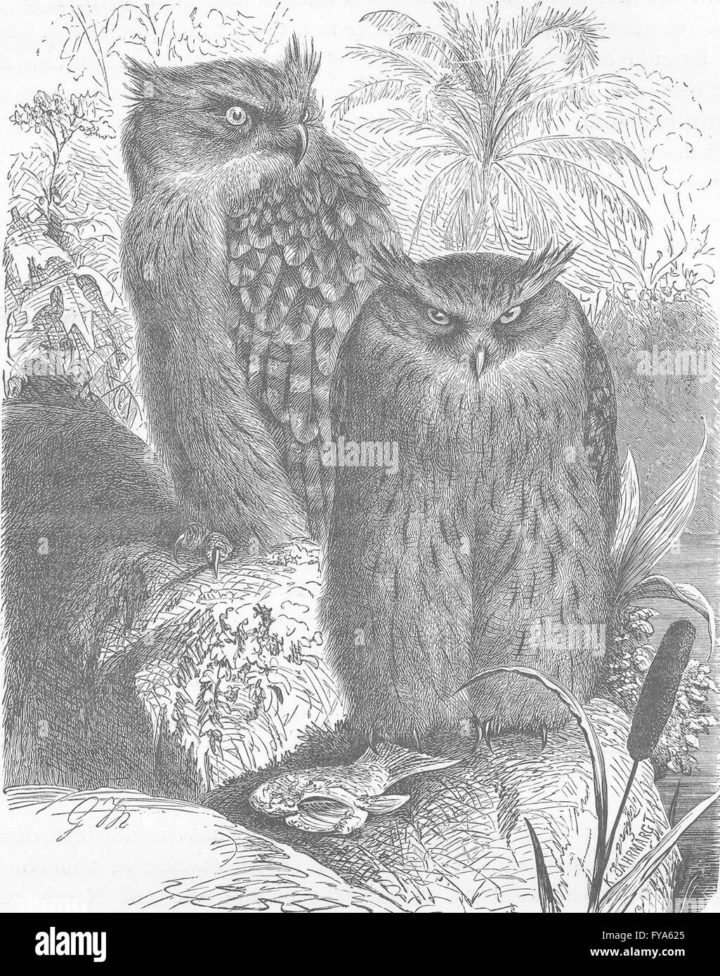 INDIA: Indian fish-owl, antique print 1895 Stock Photo - Alamy