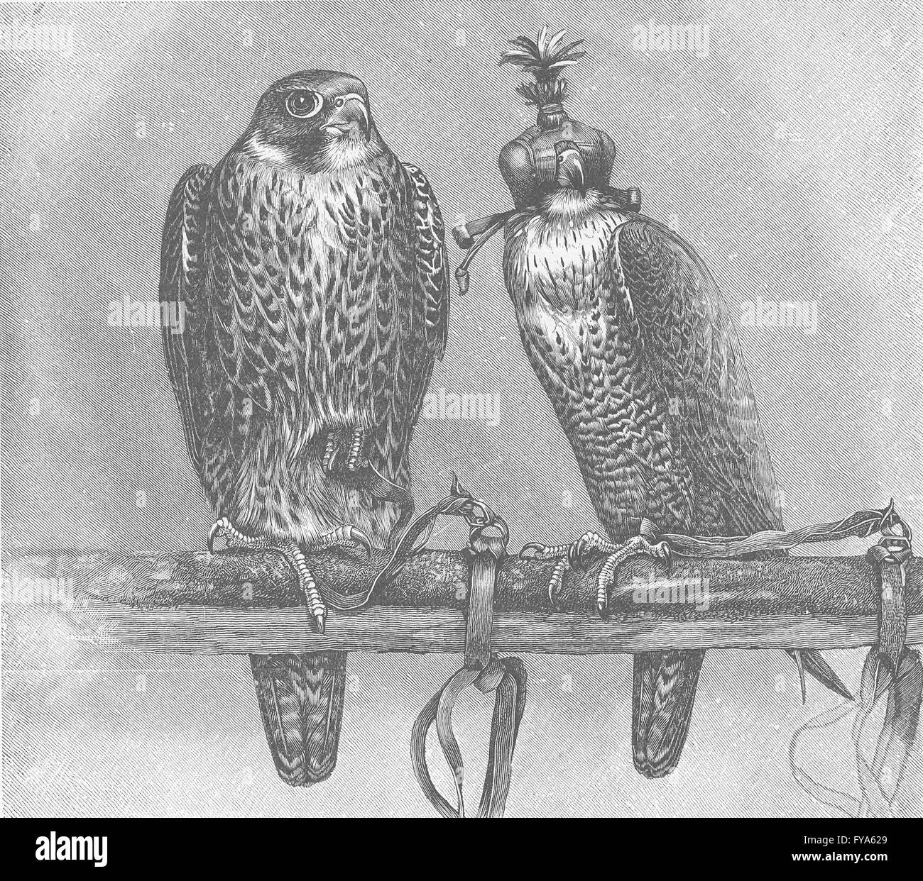 BIRDS: Cast of peregrines-red falcon & blue tiercel, antique print 1895 ...