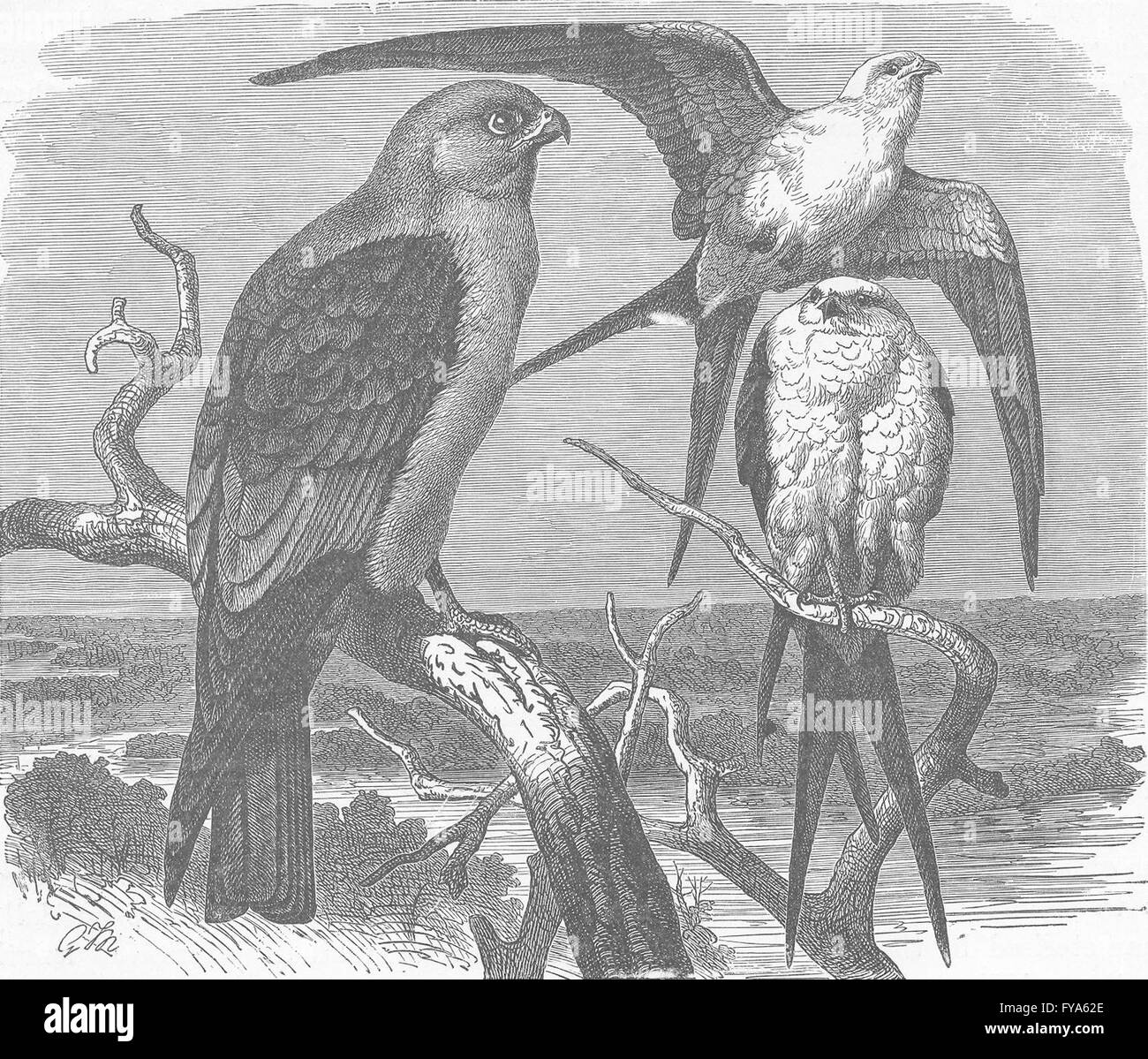 MISSISSIPPI: Falcon & swallow-tailed kite , antique print 1895 Stock ...