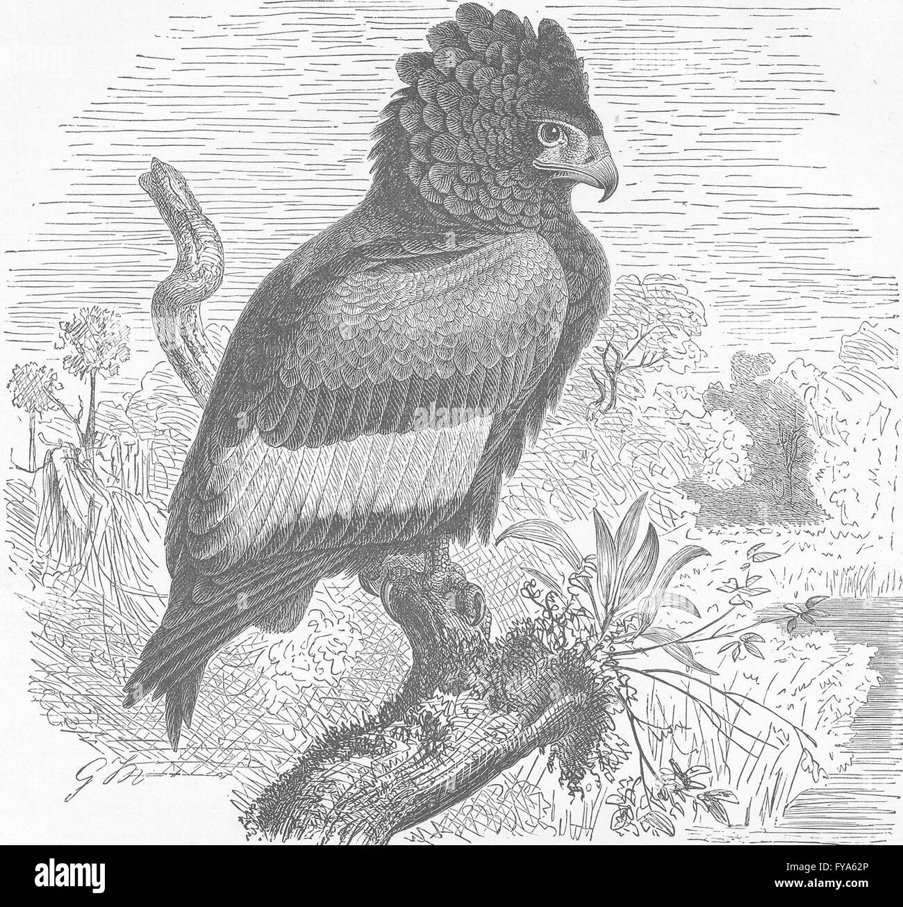 BIRDS: Bateleur eagle, antique print 1895 Stock Photo - Alamy