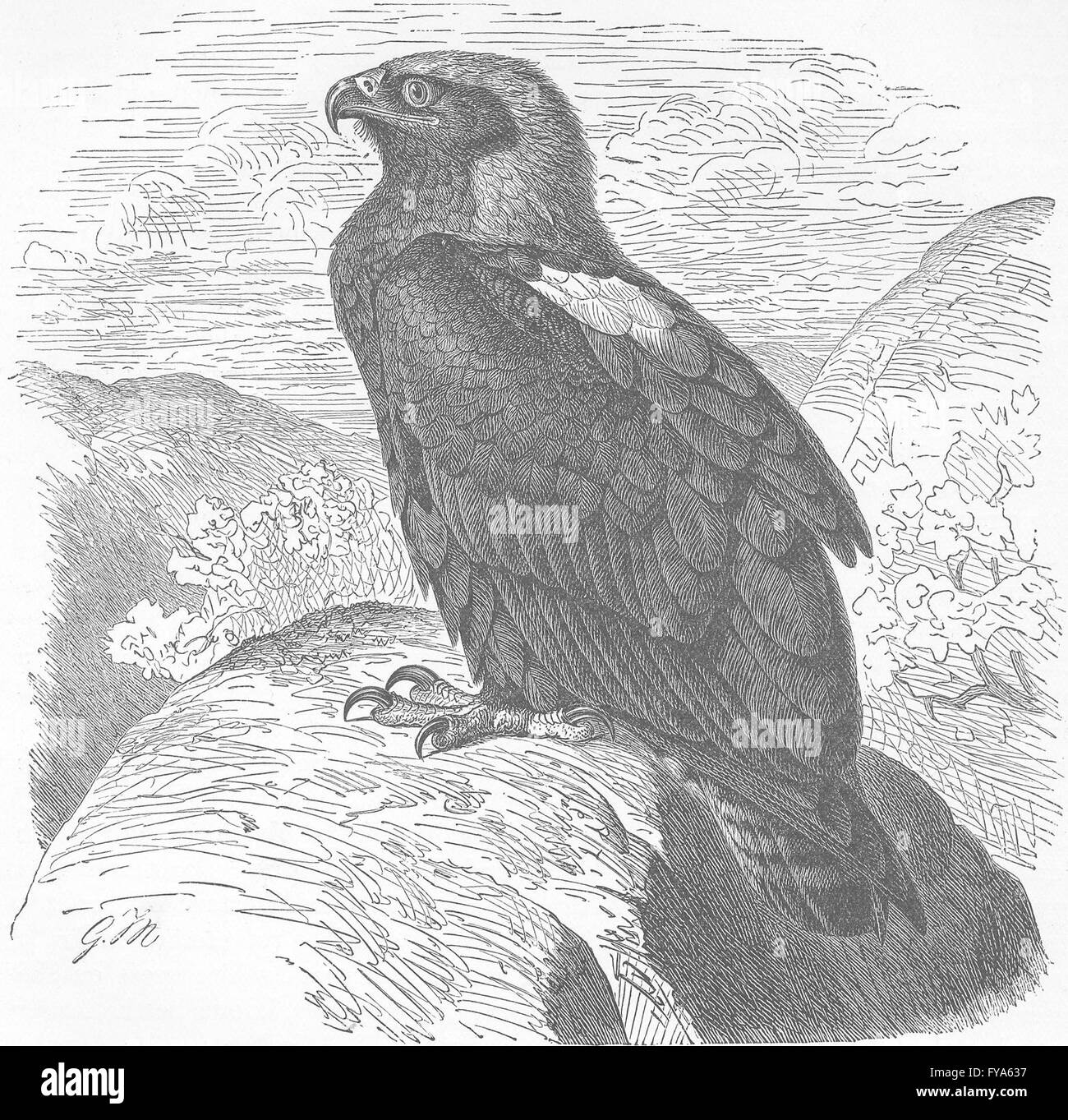 BIRDS: Imperial eagle, antique print 1895 Stock Photo - Alamy