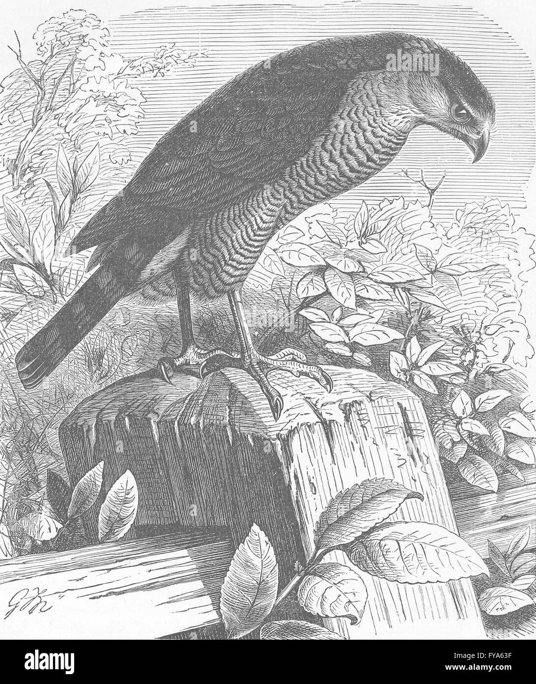 Hawk 2 Black and White Stock Photos & Images - Alamy