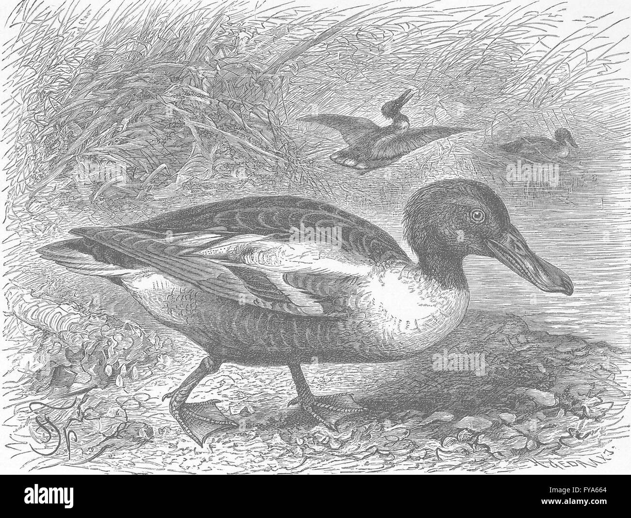 Shoveller duck hi-res stock photography and images - Alamy