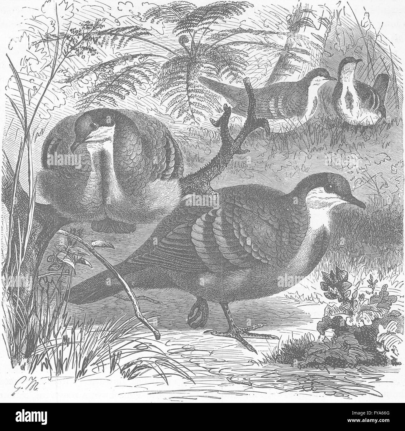 Royal blood both Black and White Stock Photos & Images - Alamy