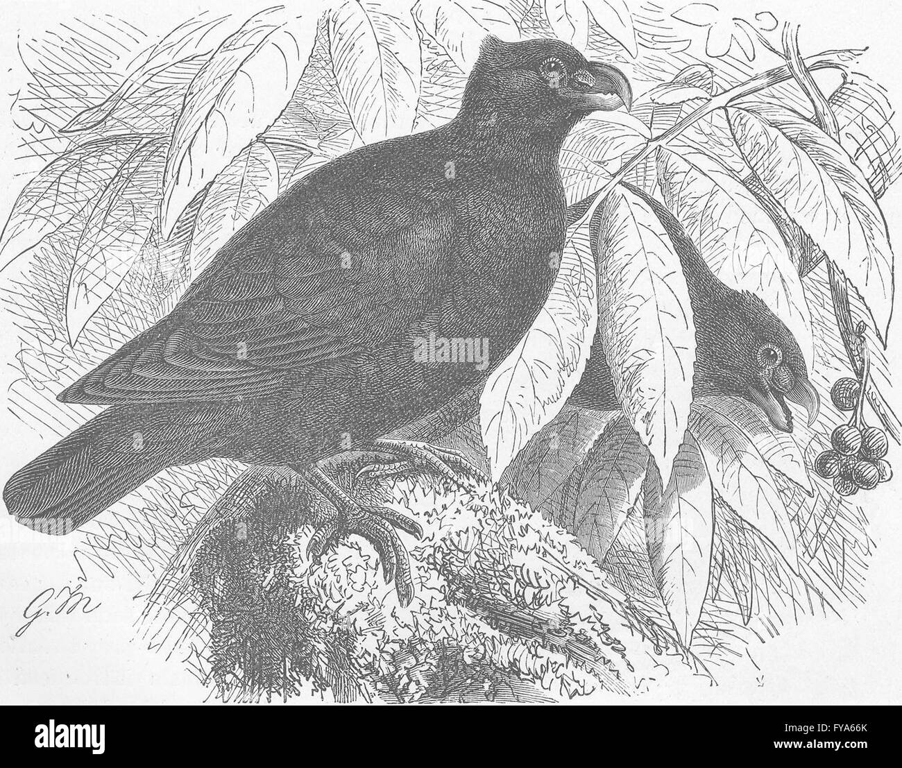 Tooth billed pigeon hi-res stock photography and images - Alamy