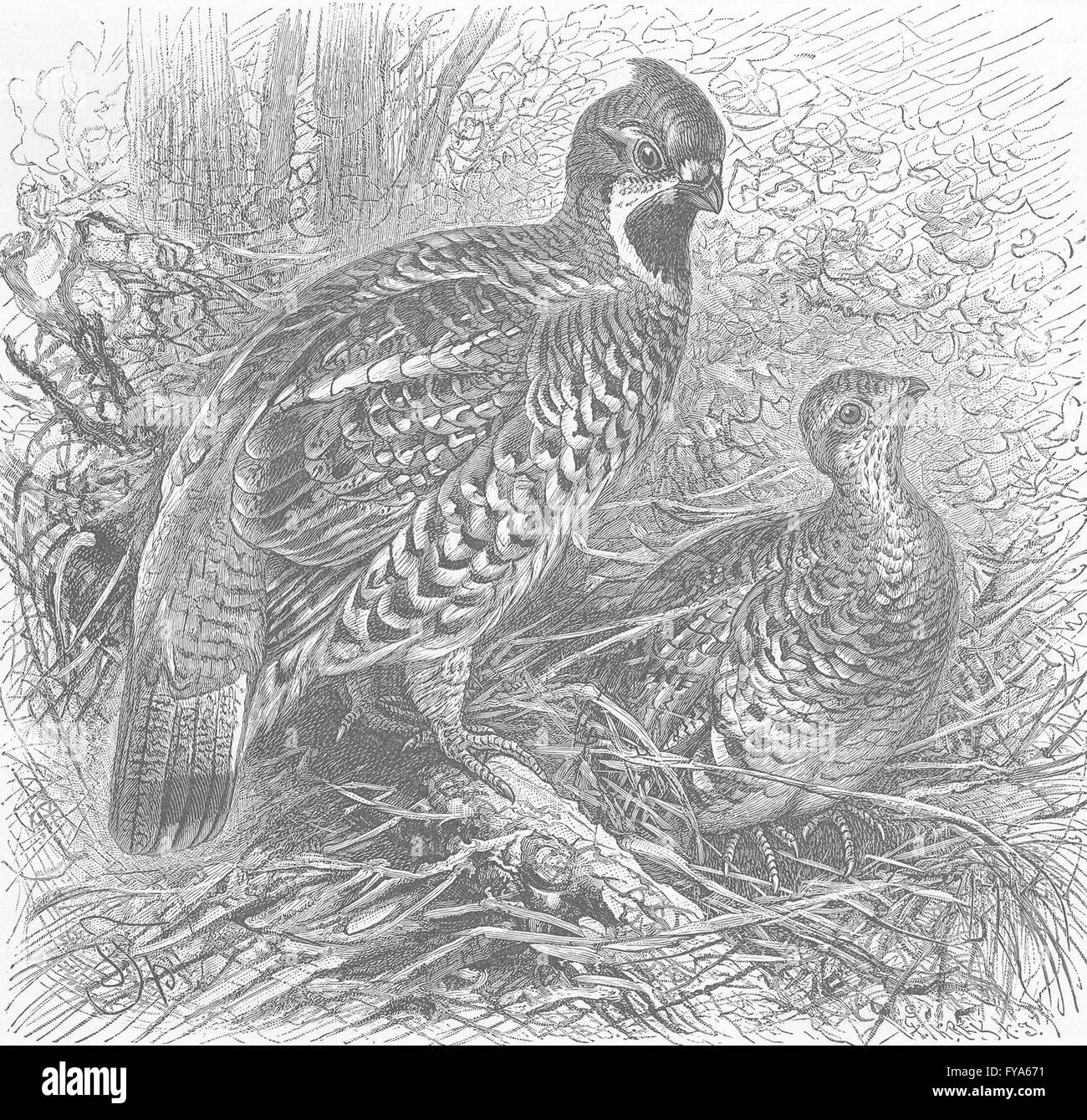 Vintage grouse Black and White Stock Photos & Images - Alamy