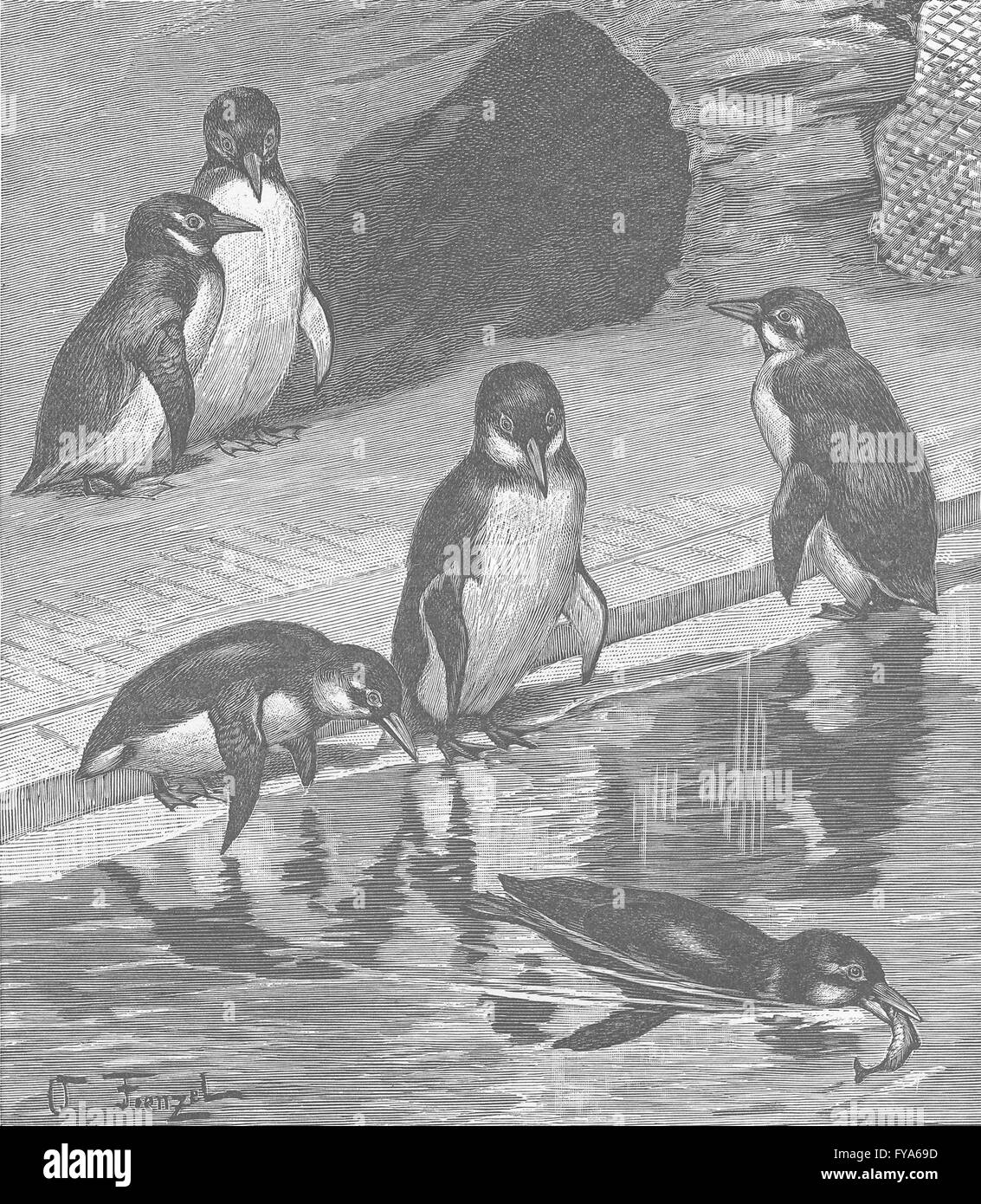 Vintage penguins hi-res stock photography and images - Alamy