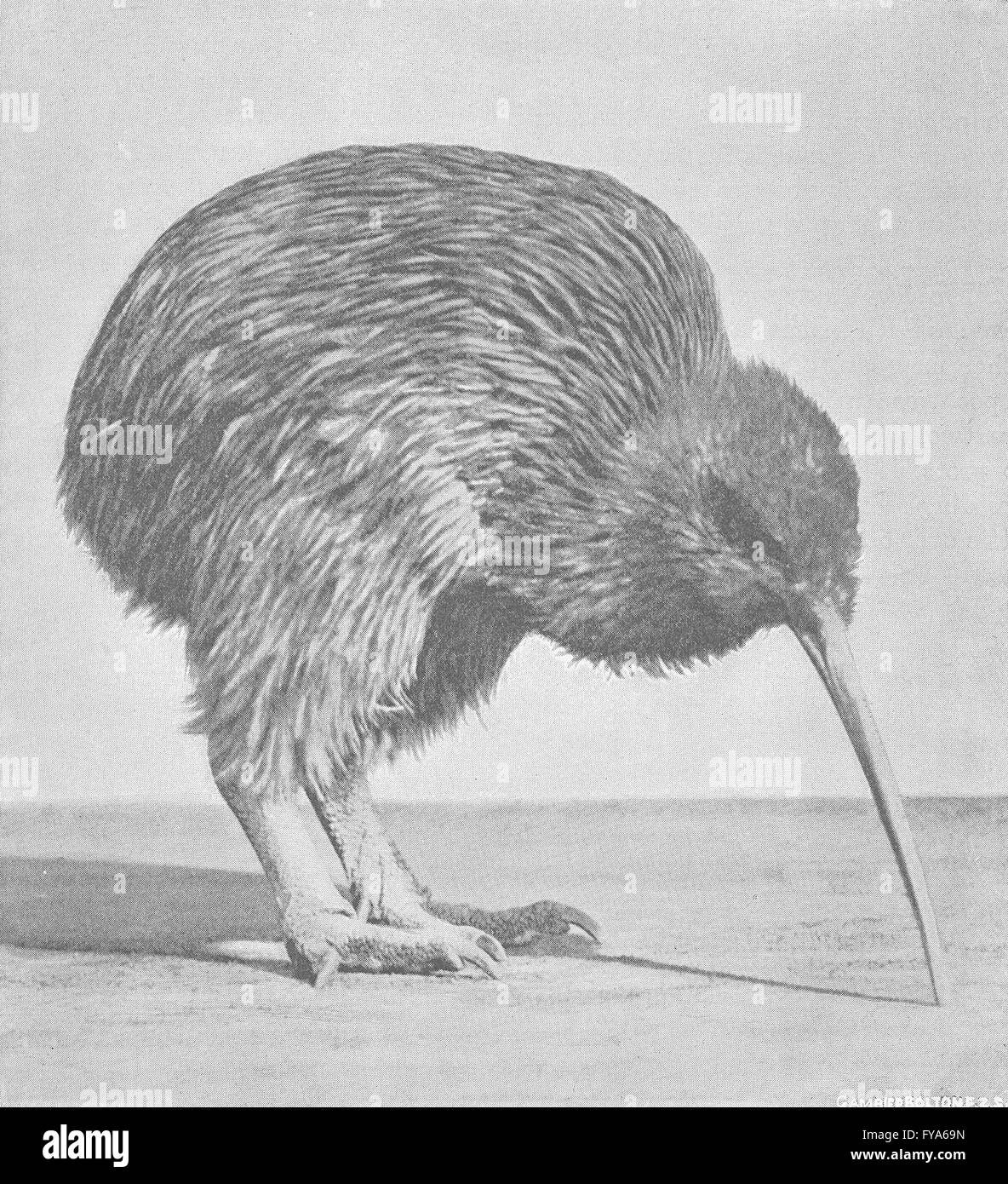 Birds unknown Black and White Stock Photos & Images - Alamy