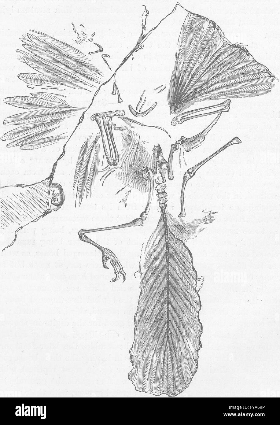 BIRDS: Skeleton of lizard-tailed bird, antique print 1895 Stock Photo ...