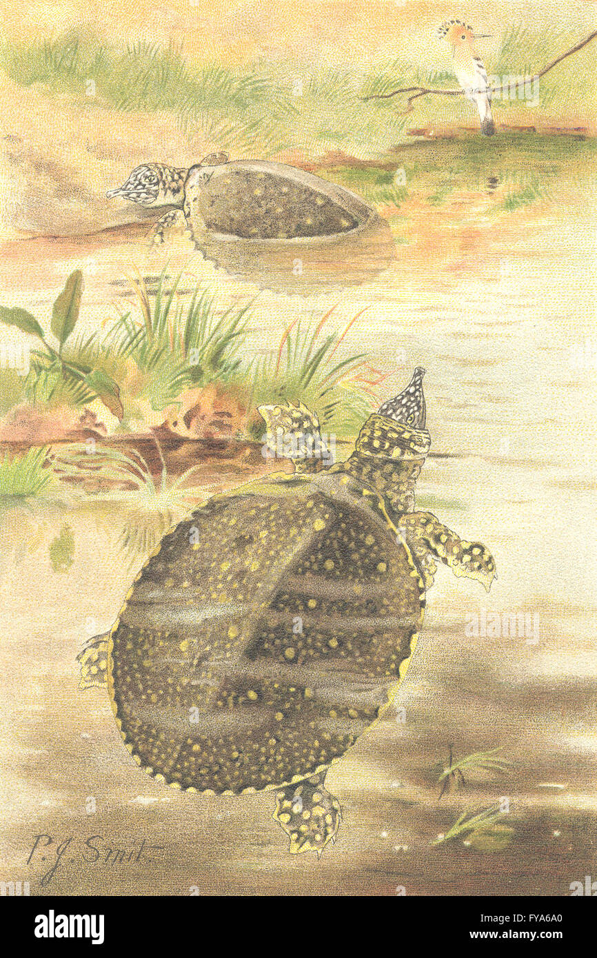 TORTOISES: Soft river tortoises, antique print 1896 Stock Photo - Alamy