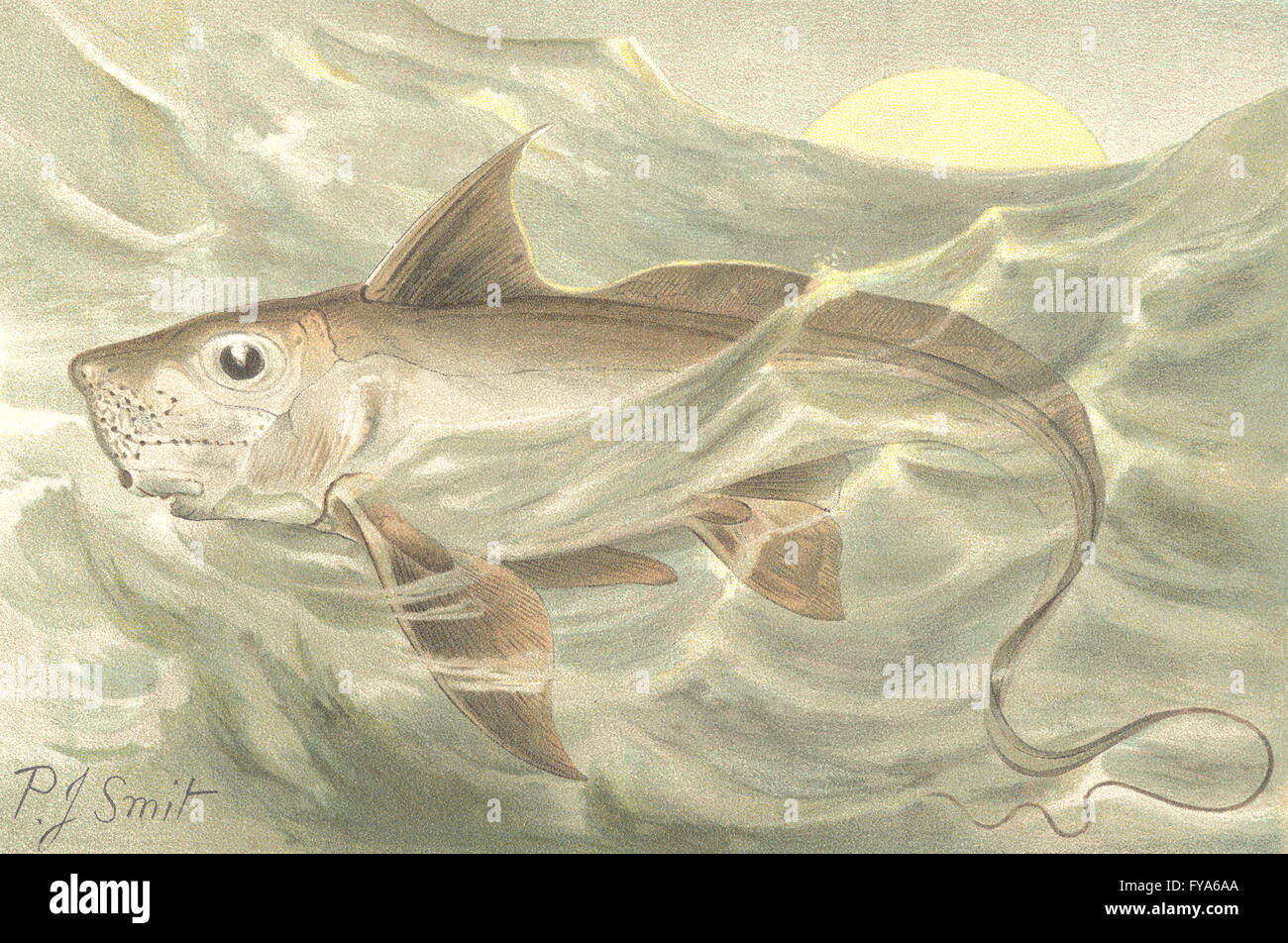 Chimaera fish hi-res stock photography and images - Alamy