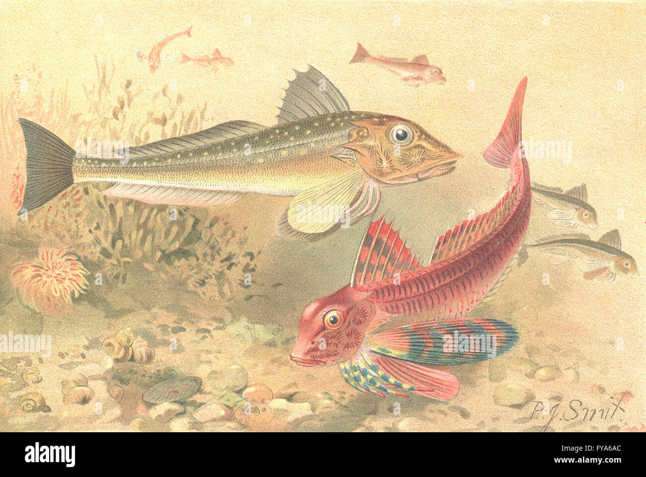 FISH: Gurnards, antique print 1896 Stock Photo - Alamy