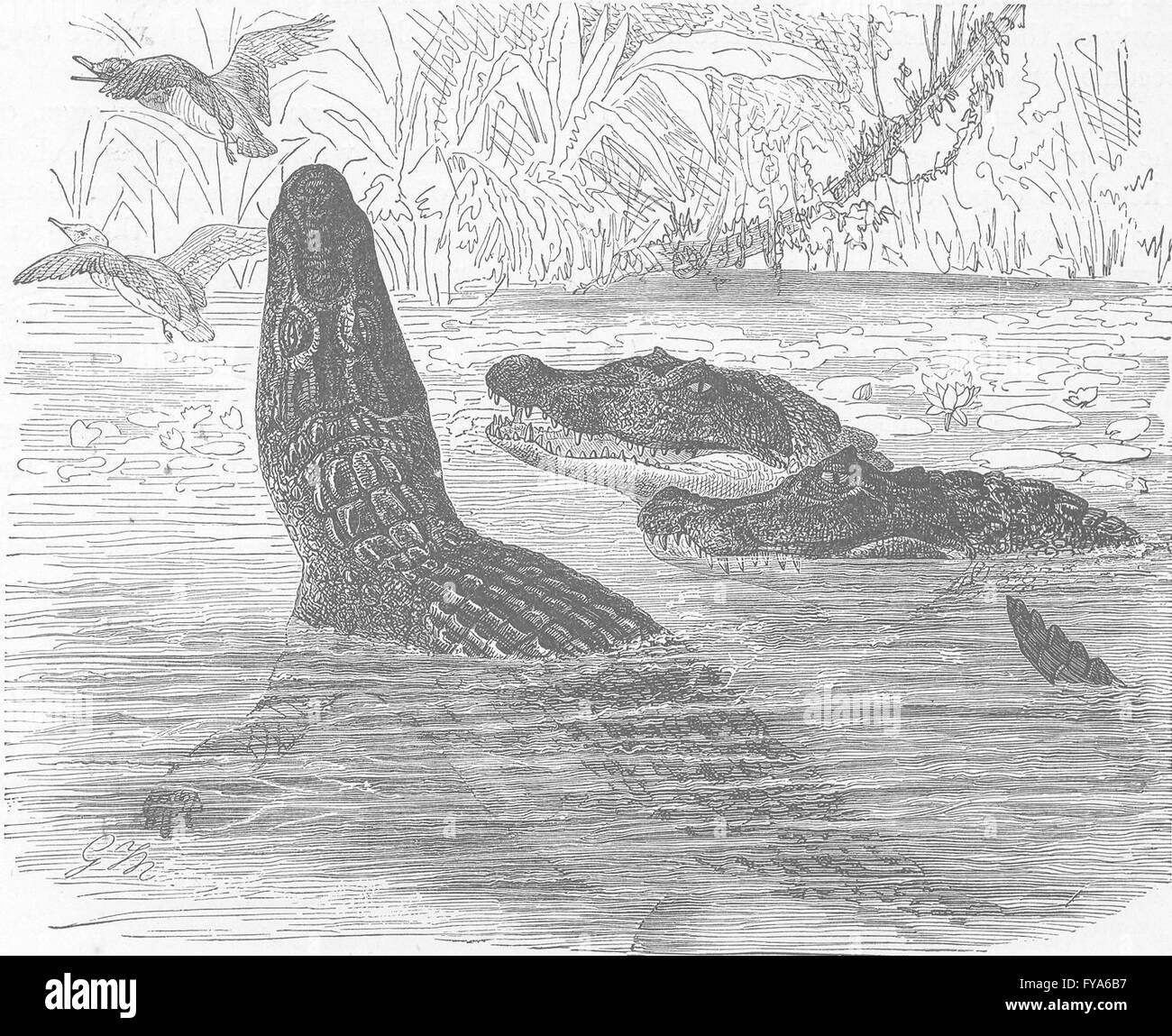 CAIMANS: Spectacled caiman, antique print 1896 Stock Photo - Alamy