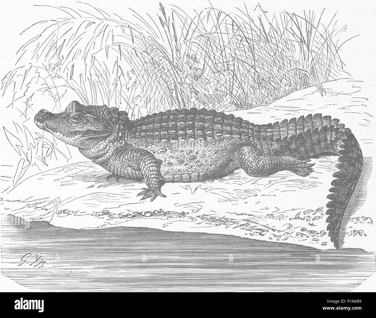 Engraved crocodile hi-res stock photography and images - Alamy