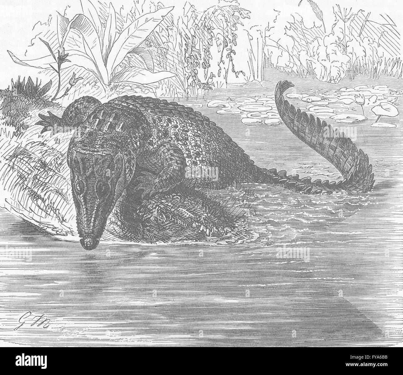 CROCODILES: Estuarine crocodile, antique print 1896 Stock Photo - Alamy