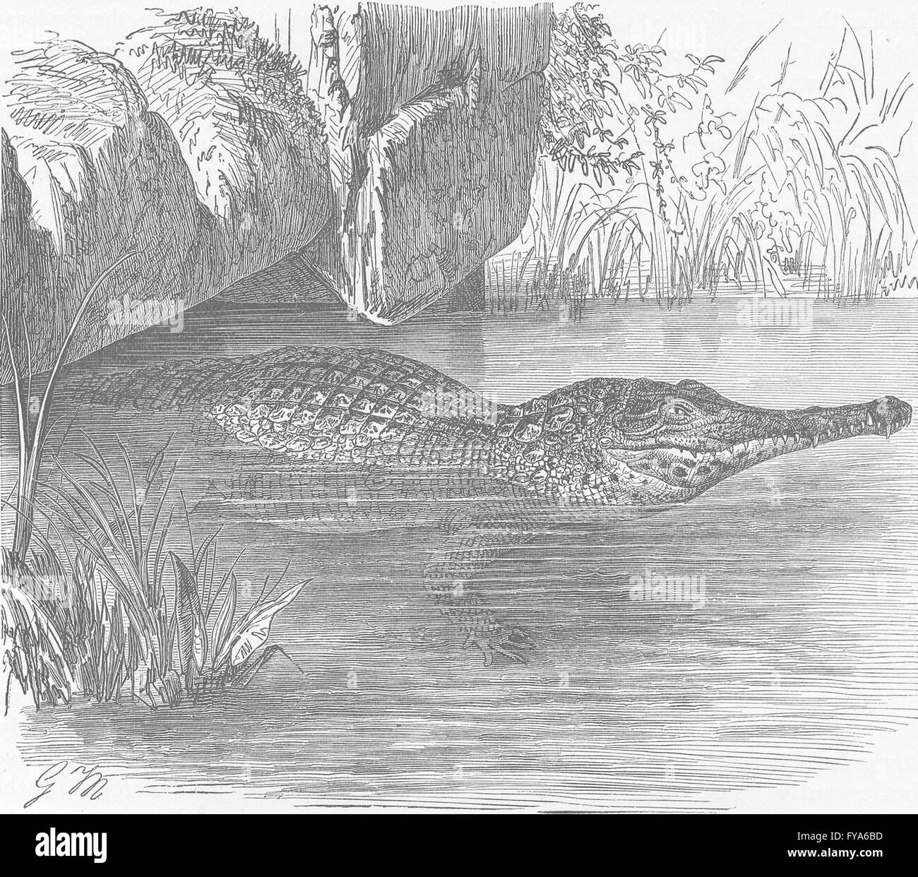 Long nosed crocodile hi-res stock photography and images - Alamy