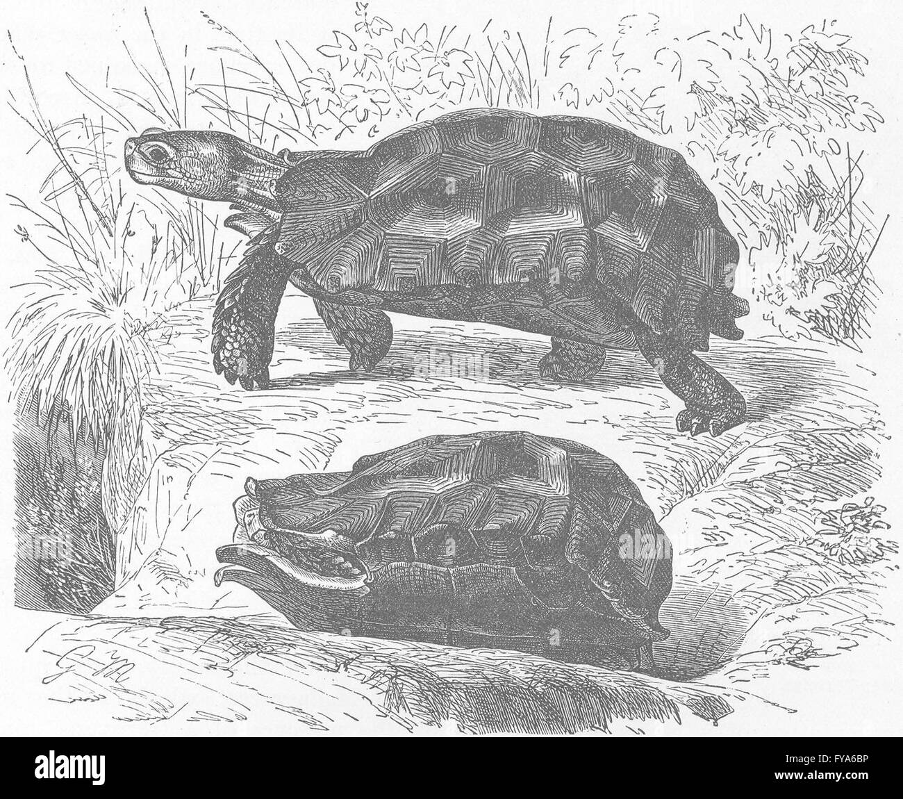 Hinged tortoise hi-res stock photography and images - Alamy