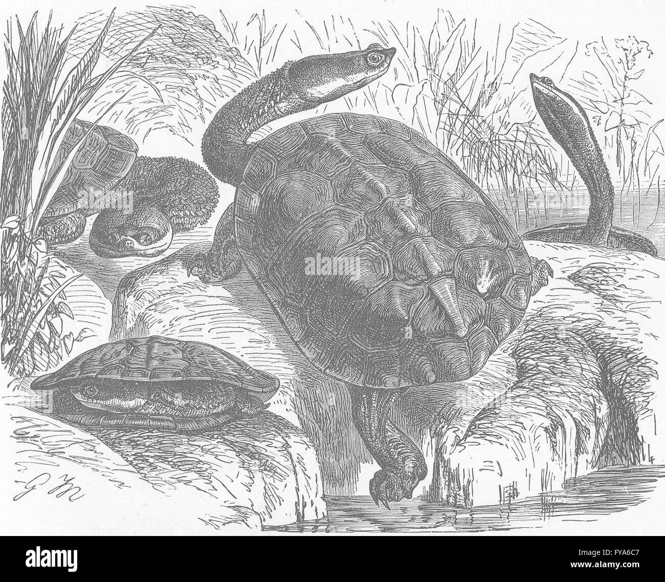 TORTOISES: Snake-necked tortoise, antique print 1896 Stock Photo - Alamy