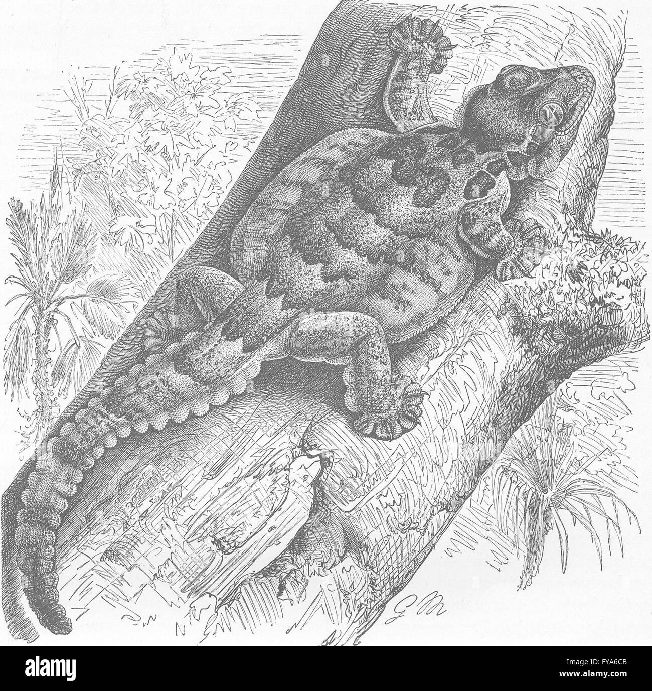 Richard gecko hi-res stock photography and images - Alamy