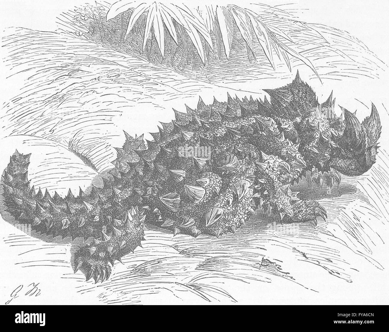 REPTILES: Moloch lizard, antique print 1896 Stock Photo - Alamy