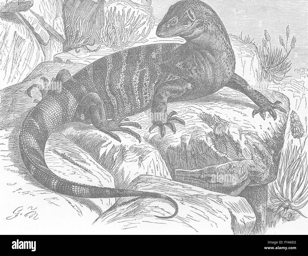 REPTILES: Cape monitor, antique print 1896 Stock Photo - Alamy