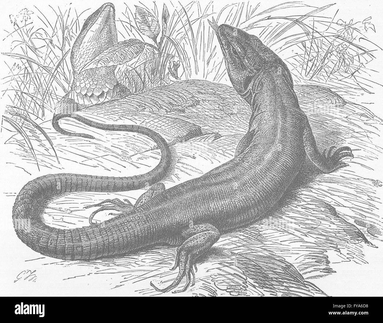 REPTILES: Green lizards, antique print 1896 Stock Photo - Alamy