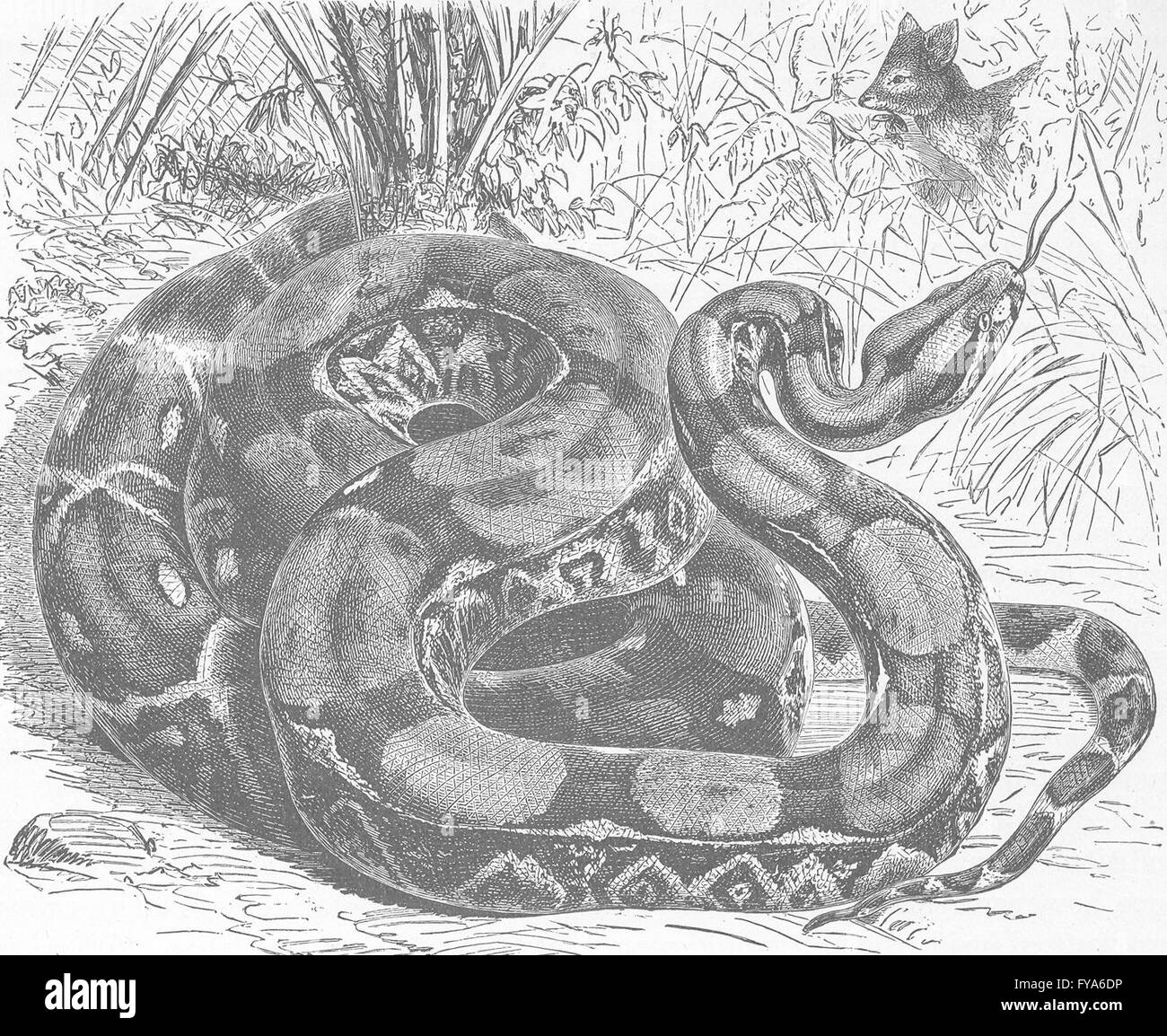 REPTILES: Common boa, antique print 1896 Stock Photo - Alamy