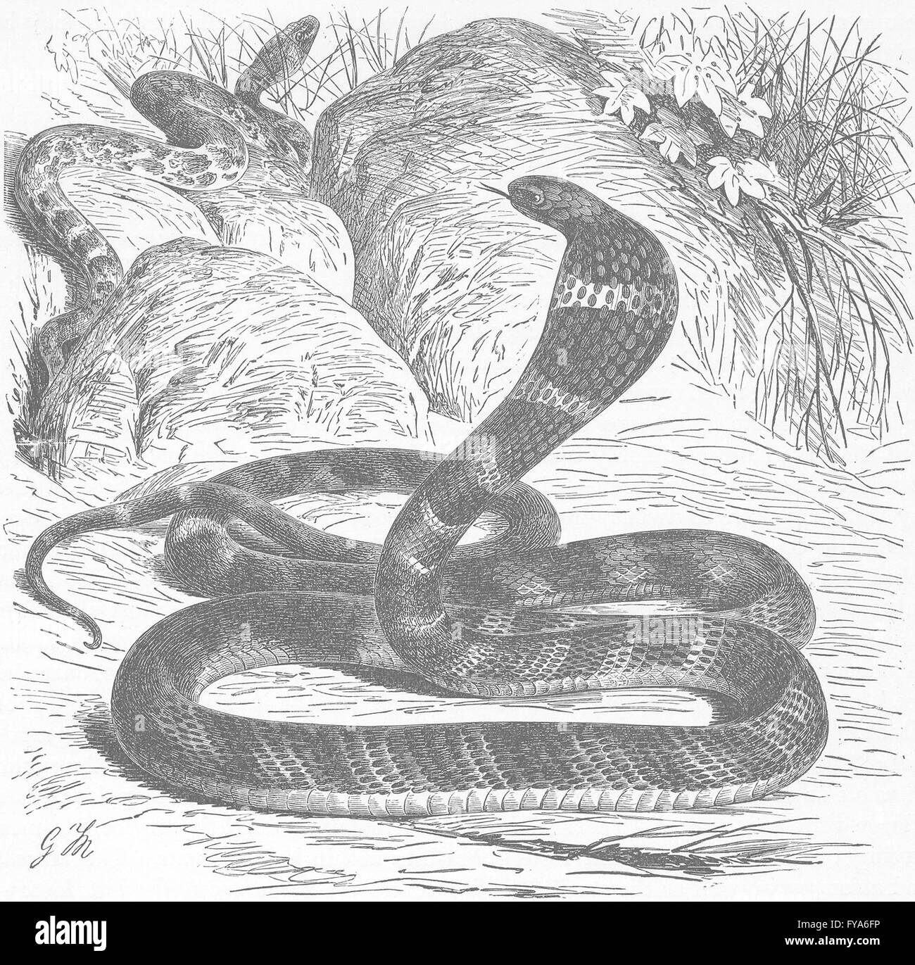 SNAKES: Young giant cobra, or hamadryad , antique print 1896 Stock ...