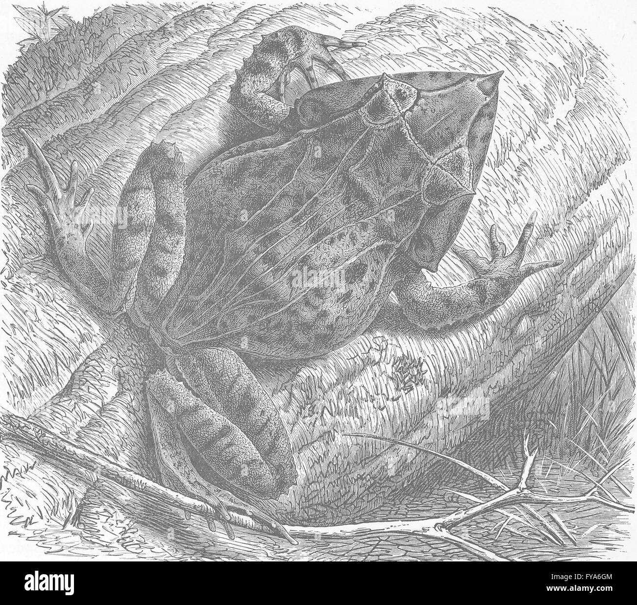 Solomon sharp hi-res stock photography and images - Alamy