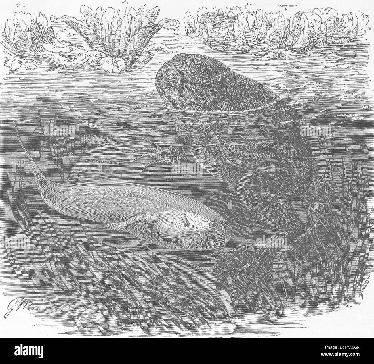Young Tadpole Drawing