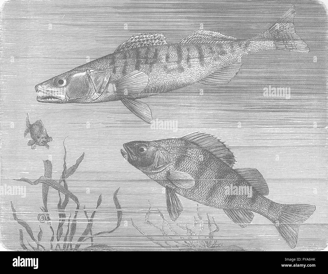 FISH: Pike-perch and common perch, antique print 1896 Stock Photo - Alamy