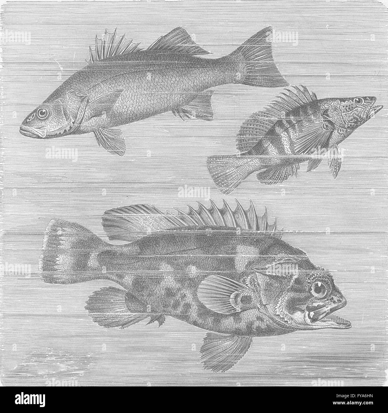 Stone fish Black and White Stock Photos & Images - Alamy