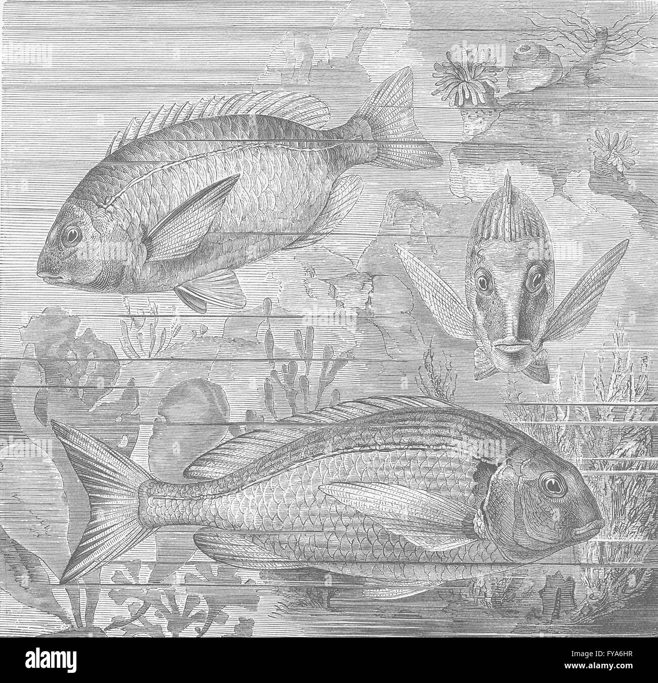 FISH: Sargo and gilt-head, antique print 1896 Stock Photo - Alamy