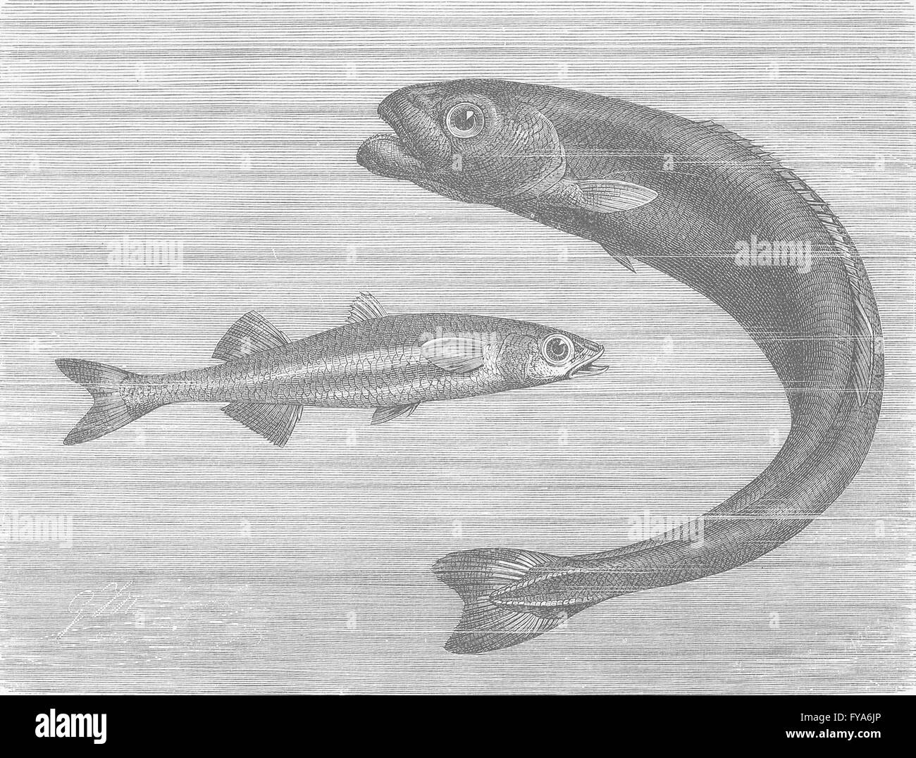 Sand smelt fish hi-res stock photography and images - Alamy
