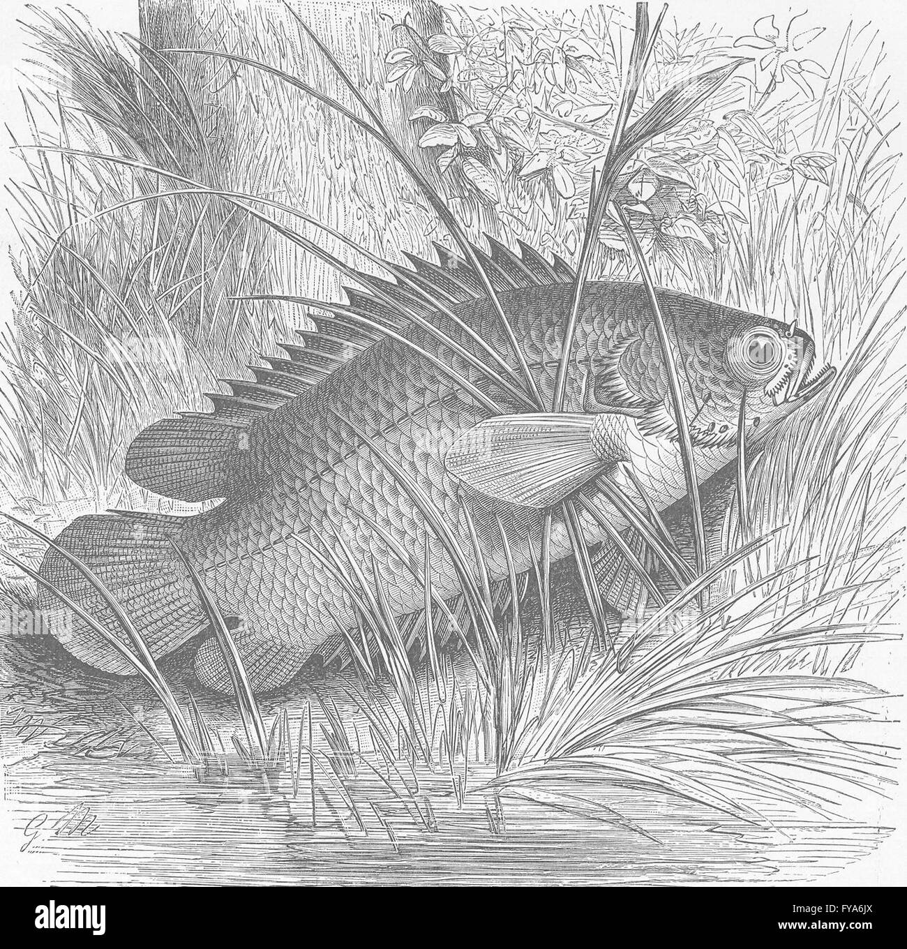 Climbing perch fish hi-res stock photography and images - Alamy