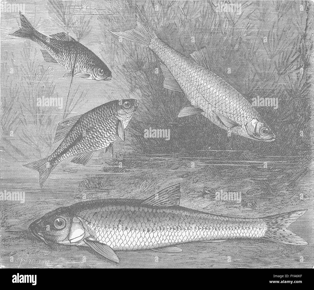 Bleak fish Black and White Stock Photos & Images - Alamy