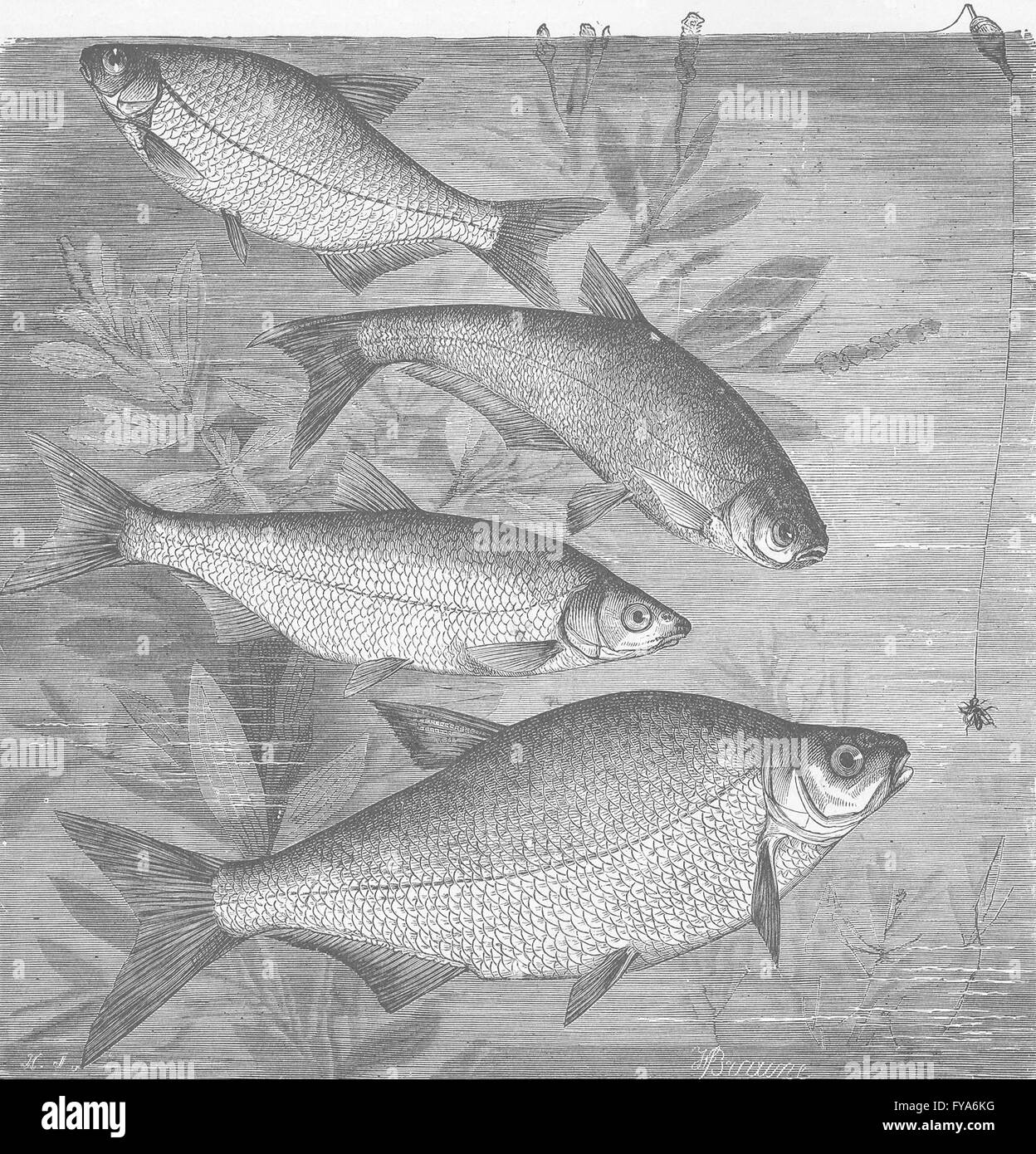FISH: Bream: White, Zope, Zarthe & Common , antique print 1896 Stock ...