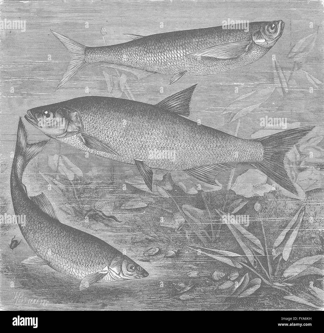 FISH: Sichel, rapfen, and beaked carp, antique print 1896 Stock Photo ...