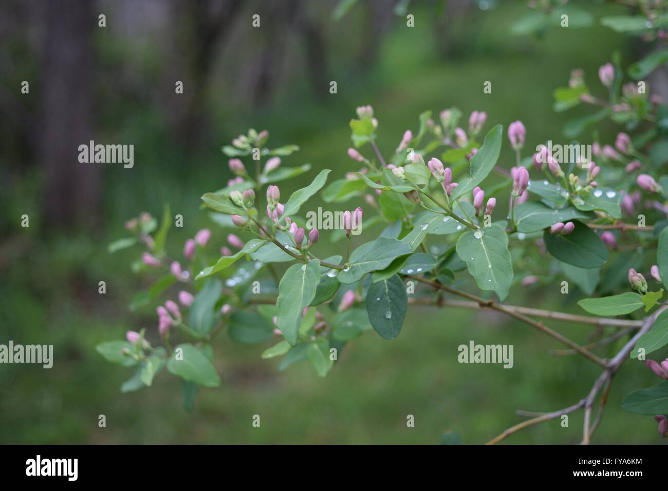 Buds flowering hi-res stock photography and images - Alamy