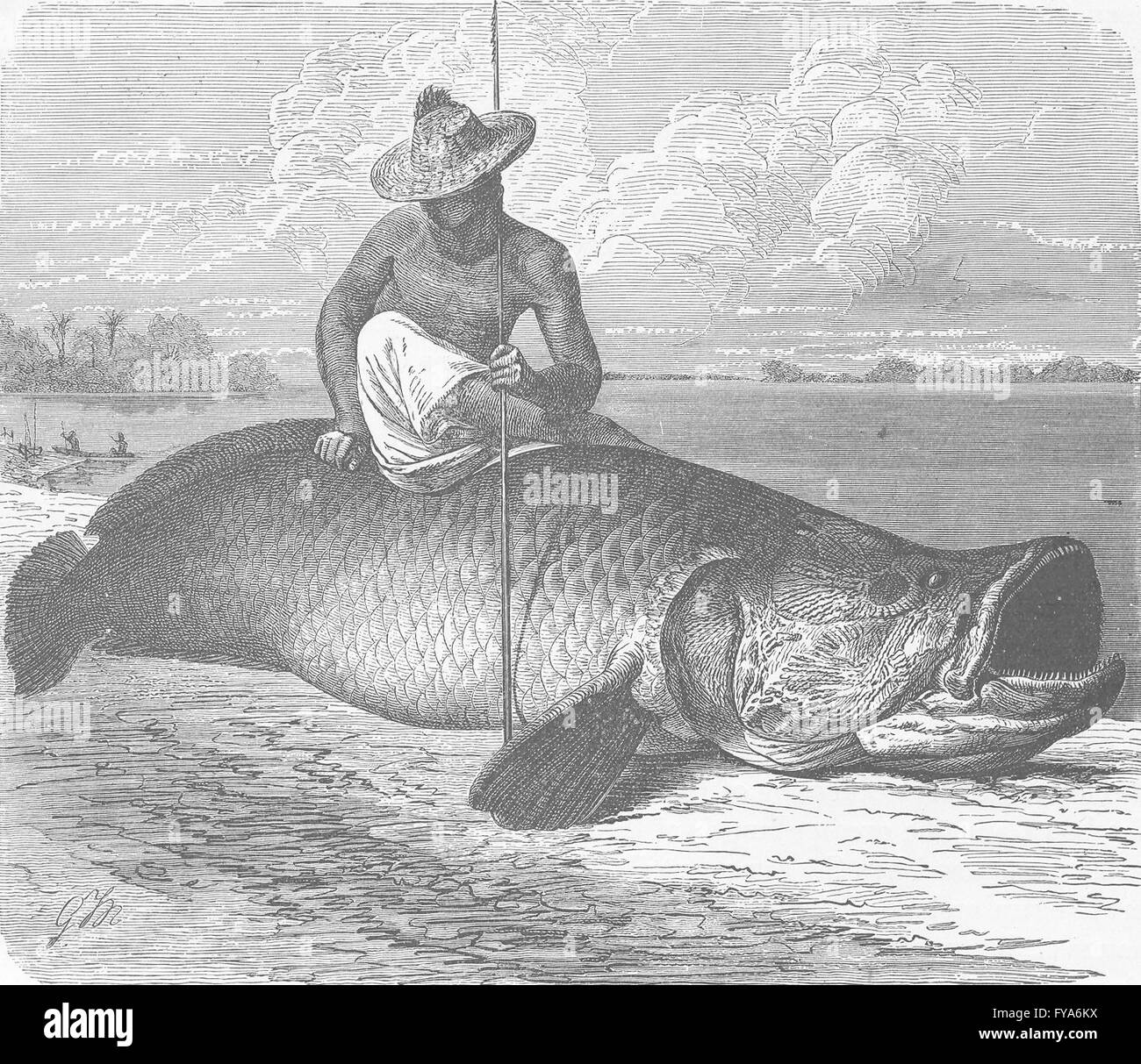 Arapaima arapaima Black and White Stock Photos & Images - Alamy