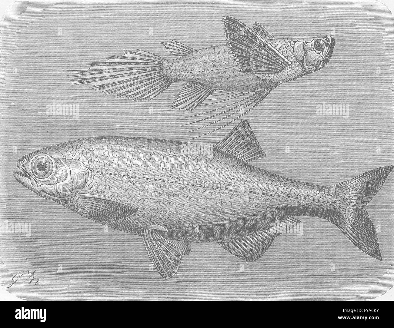 FISH: Chisel-jaw and moon-eye, antique print 1896 Stock Photo - Alamy
