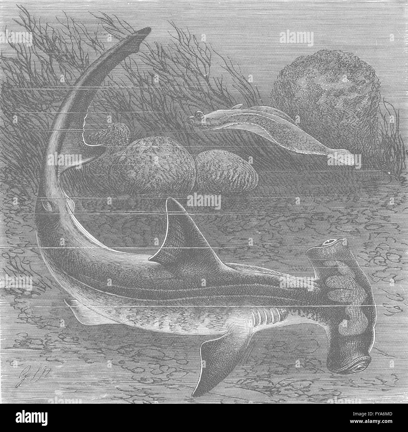 Shark hammer Black and White Stock Photos & Images - Alamy