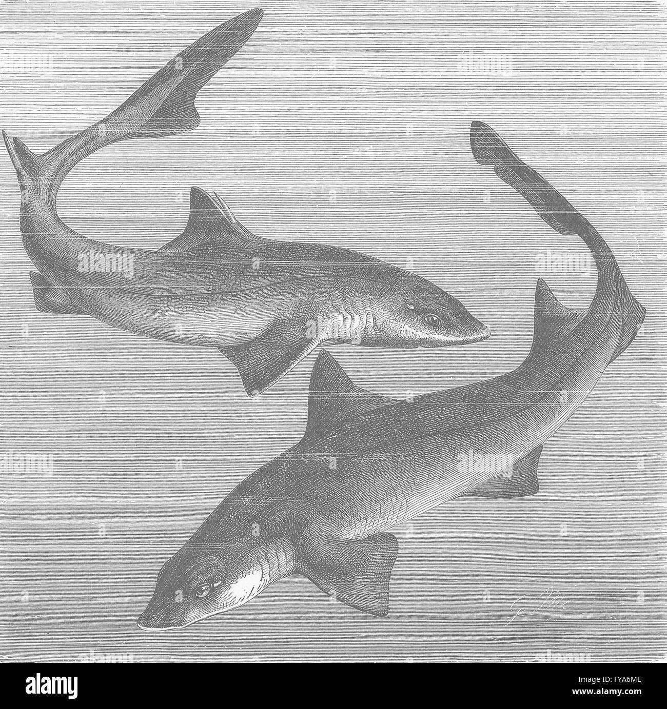 Smooth Hound Fish High Resolution Stock Photography and Images - Alamy