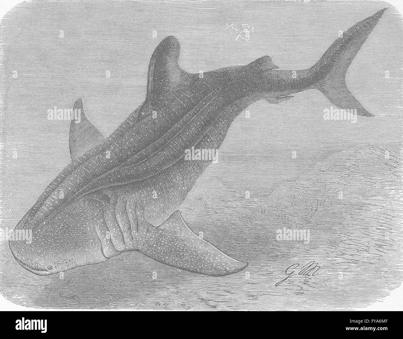FISH: Indo-pacific basking-shark, antique print 1896 Stock Photo - Alamy