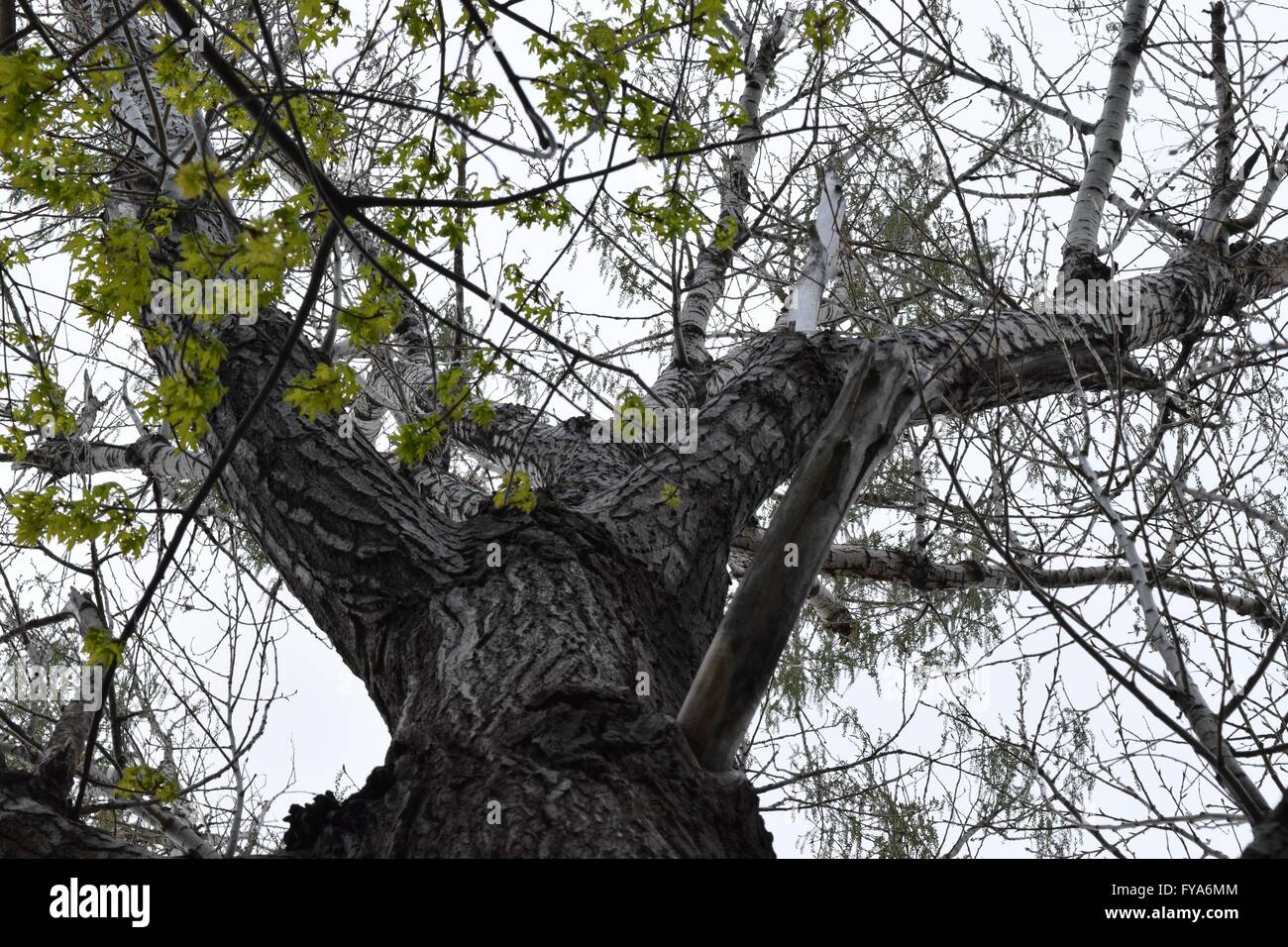 view of tree from below Stock Photo - Alamy