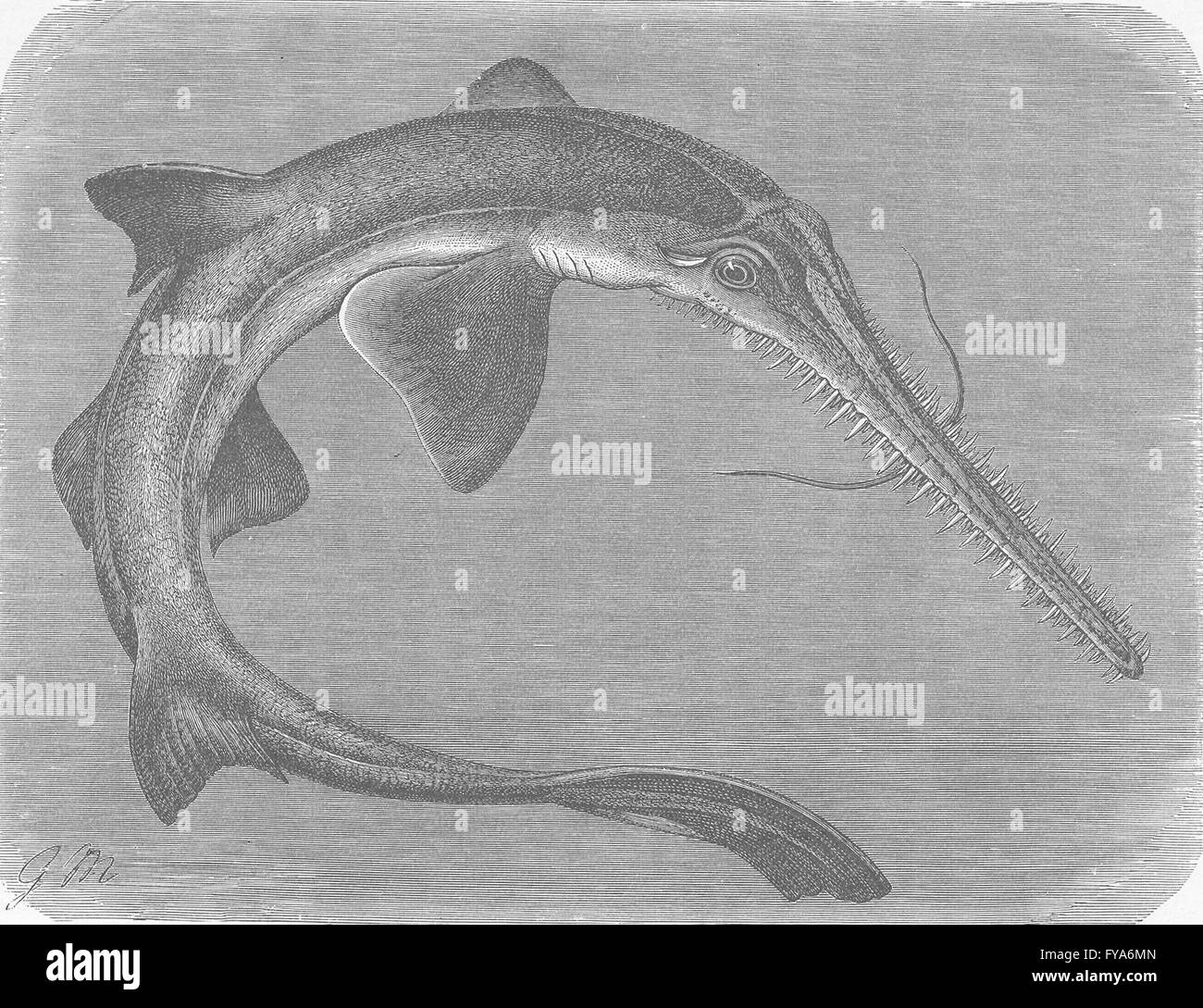 JAPAN: Japanese saw-fish, antique print 1896 Stock Photo - Alamy