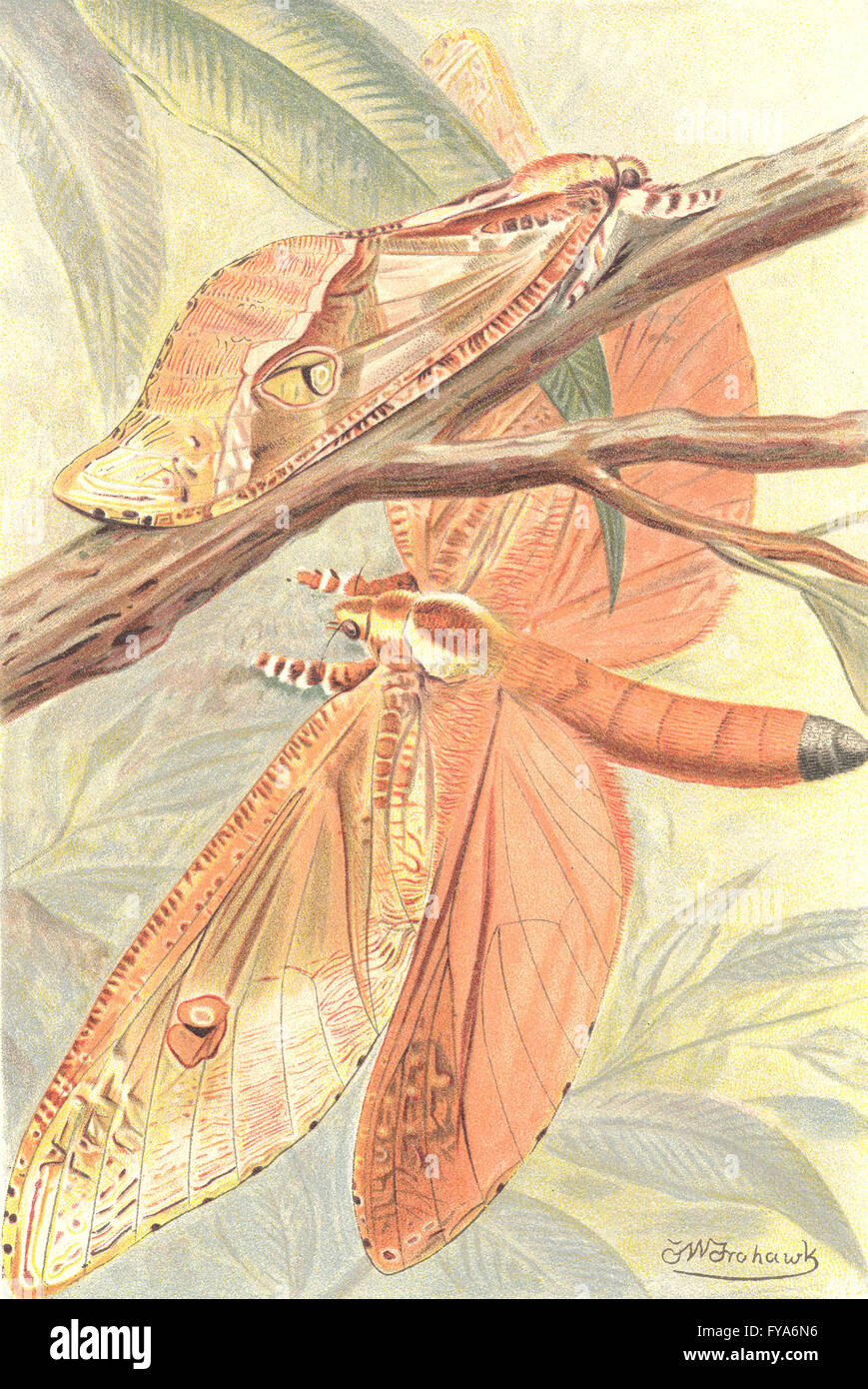 LEPIDOPTERA: Giant swift moth, antique print 1896 Stock Photo - Alamy