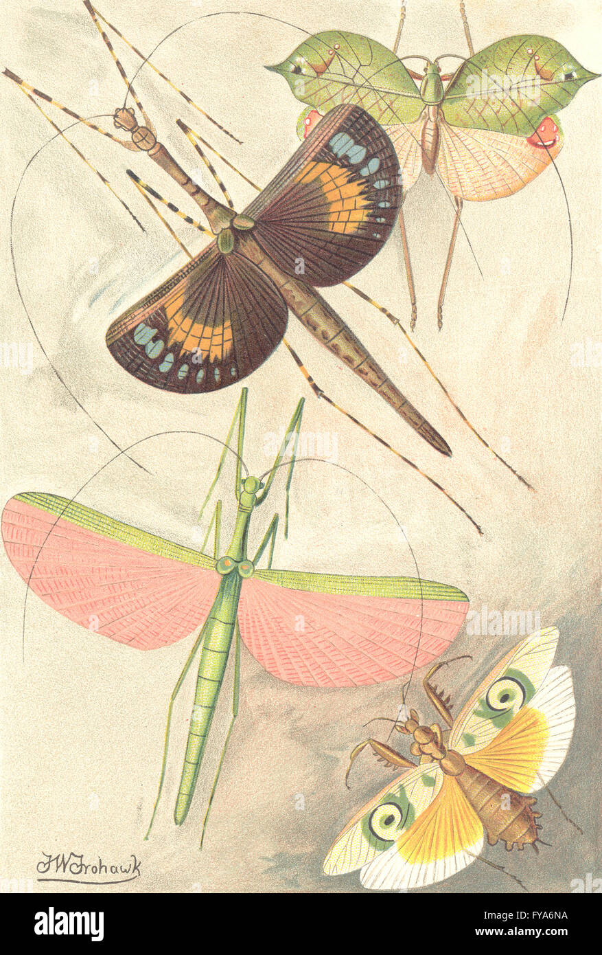 Insects history hi-res stock photography and images - Alamy