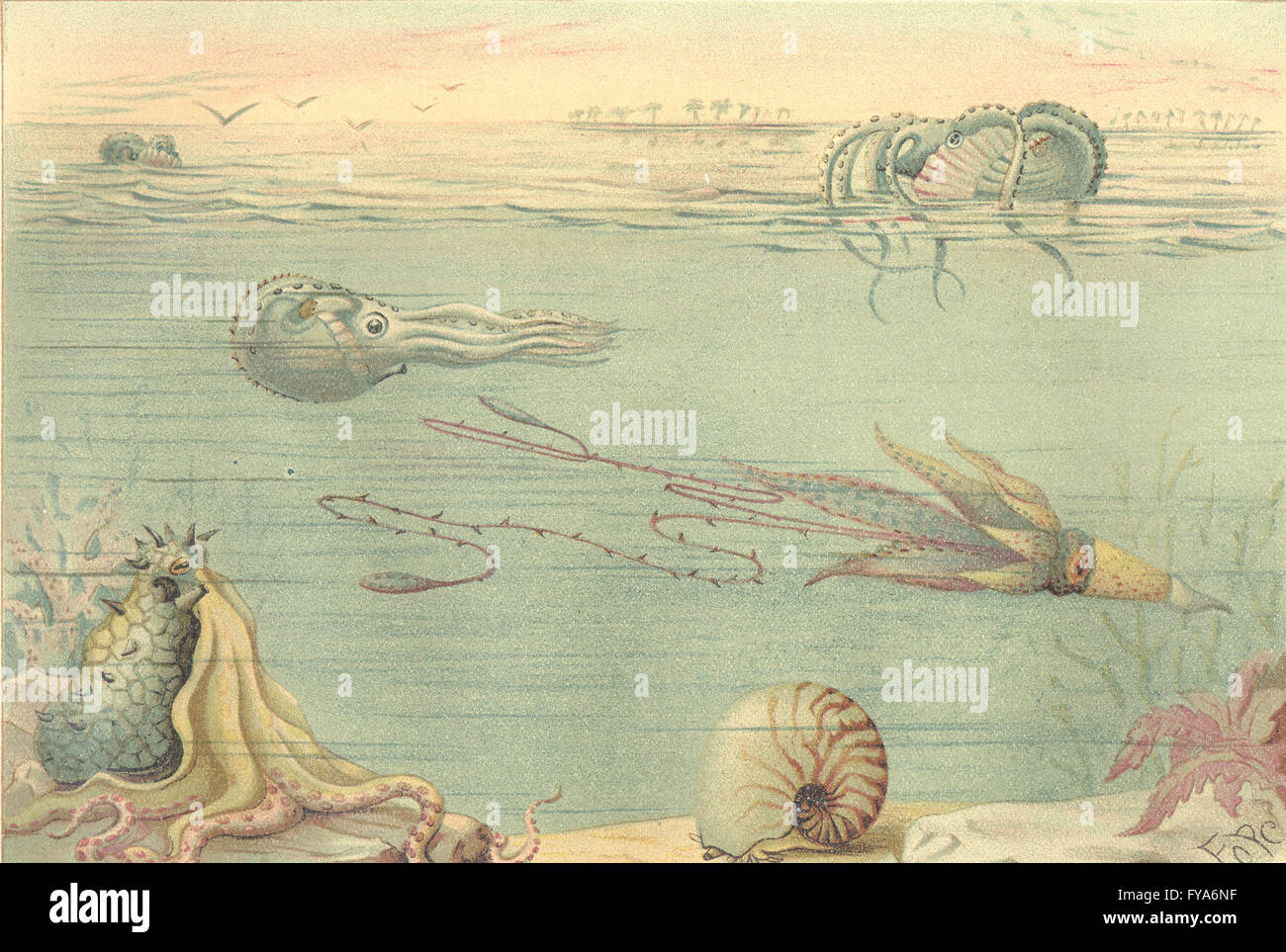 MOLLUSCS: Cephalopoda, antique print 1896 Stock Photo - Alamy