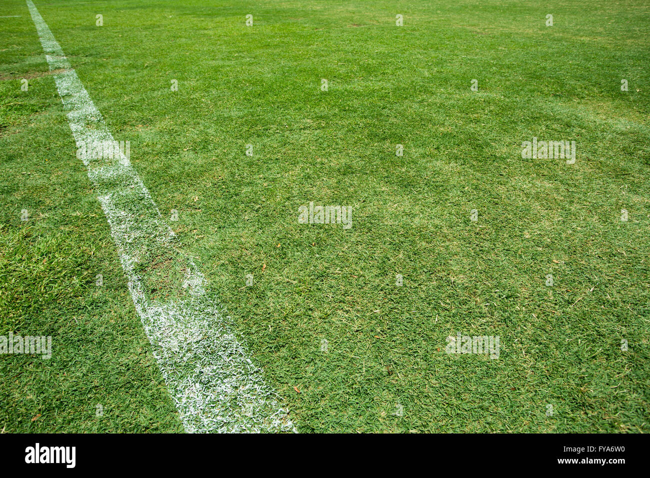 soccer field with white stripe Stock Photo - Alamy